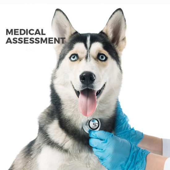 Chaleur Veterinary Hospital