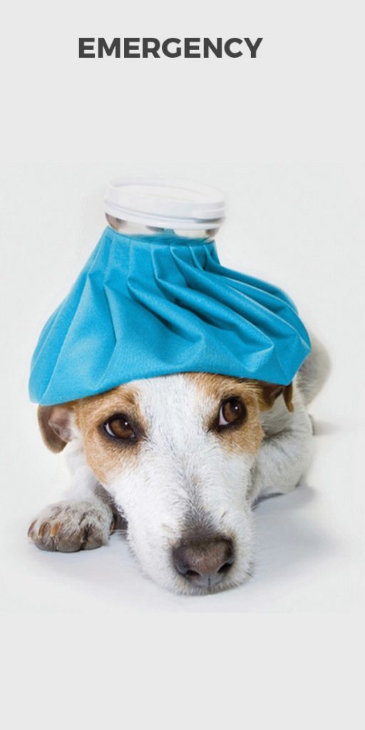 Chaleur Veterinary Hospital